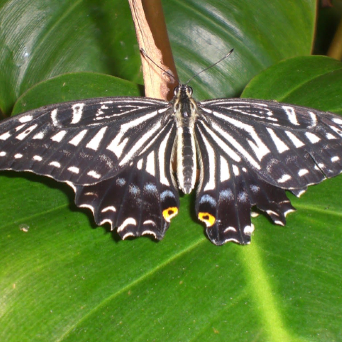 Asian swallowtail | Project Noah