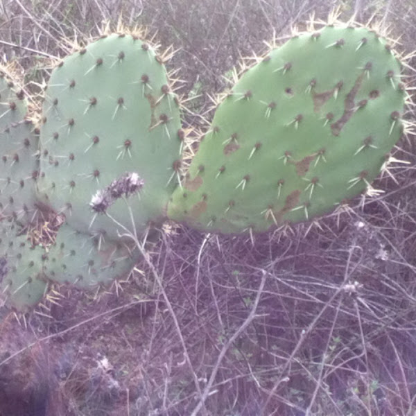 Cactus | Project Noah