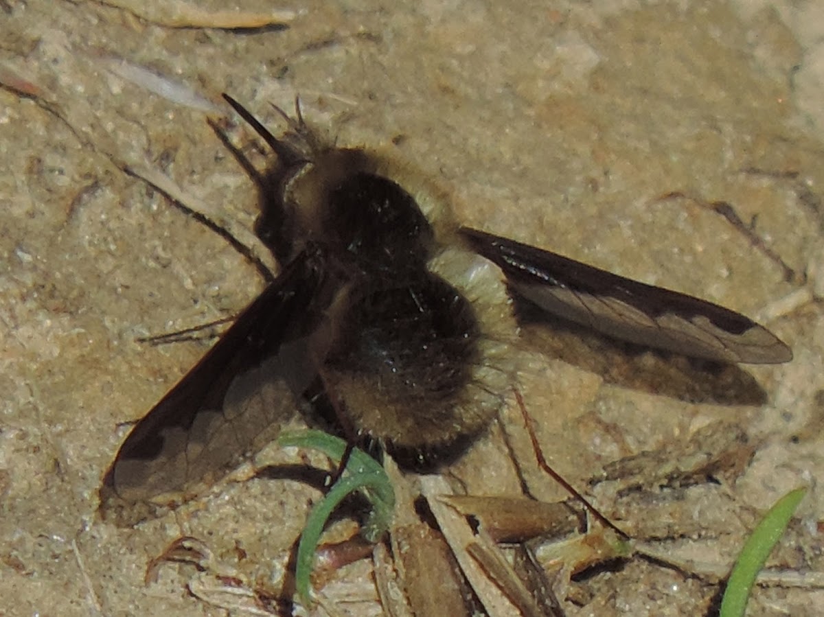 Greater Bee Fly | Project Noah