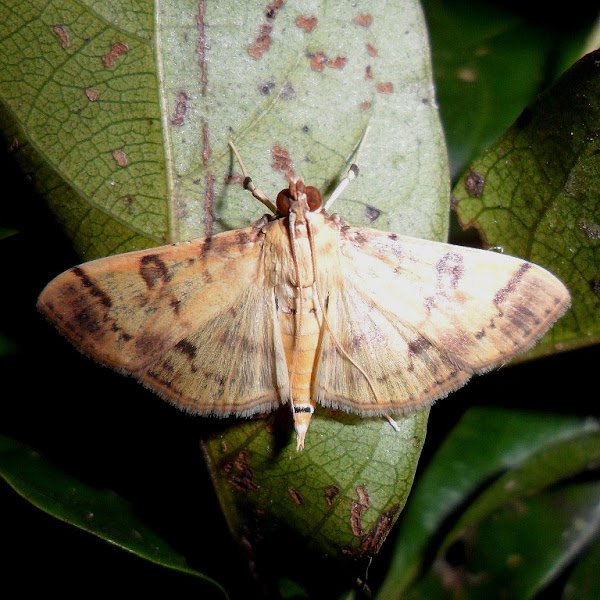 Crambid Moth | Project Noah