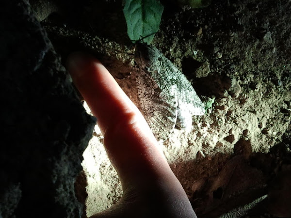 Carpenterworm moth | Project Noah