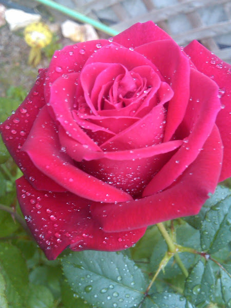 Rose | Project Noah