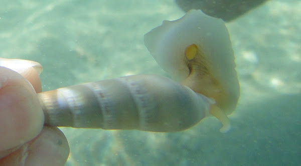 Auger shell | Project Noah