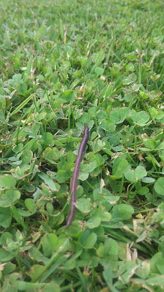 Earthworm | Project Noah