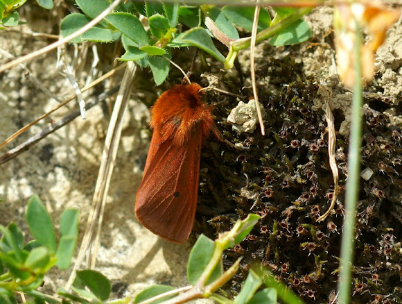 Ruby Tiger moth | Project Noah