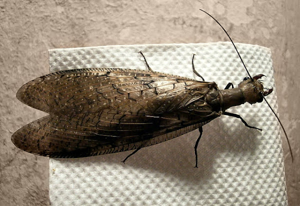 Dobsonfly | Project Noah