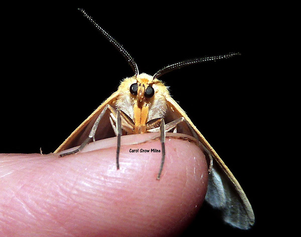 Delicate Cycnia Moth | Project Noah