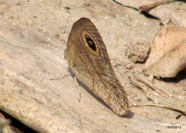 Common Five Ring | Project Noah