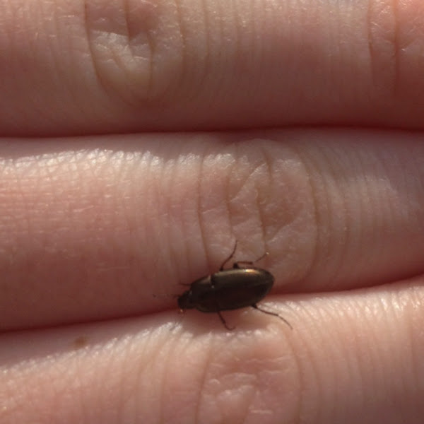 Seed-eating ground beetle | Project Noah