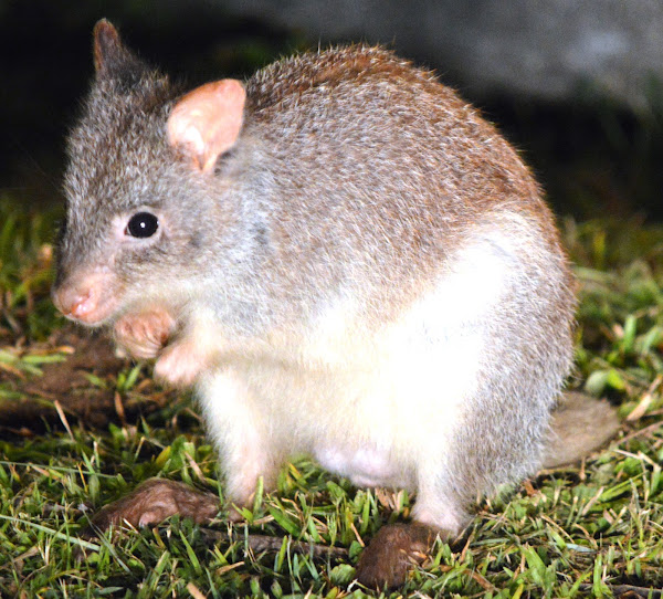 Rufous Bettong (Rufous Rat-Kangaroo) | Project Noah