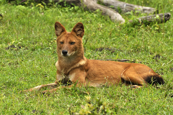 Dhole | Project Noah