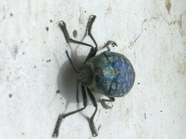 Sulphurous Jewel Beetle | Project Noah