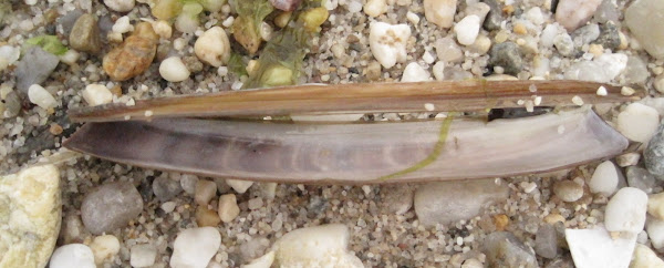 Common Razor Clam | Project Noah