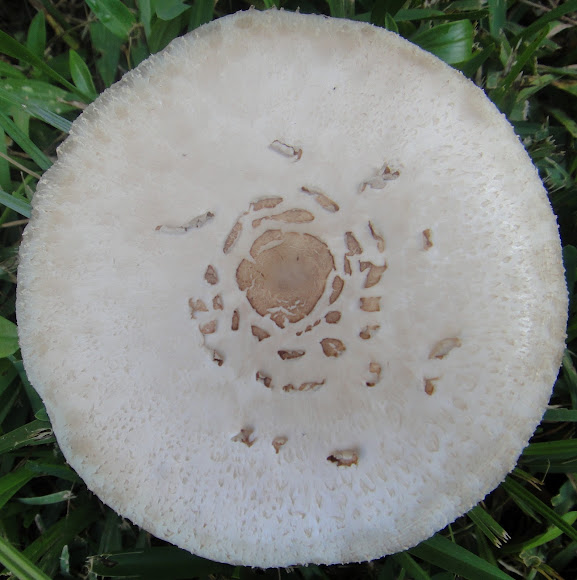 False parasol | Project Noah