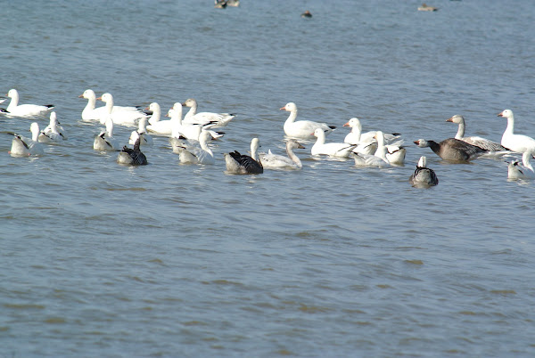 Snow Geese (feeding) | Project Noah
