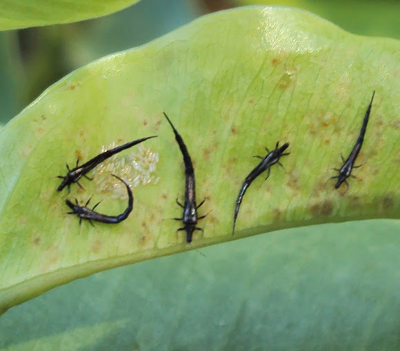 Black Thrips | Project Noah