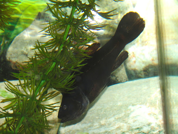 Pirate Perch | Project Noah