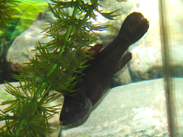 Pirate Perch | Project Noah