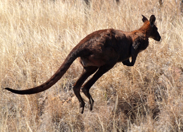 Eastern Wallaroo | Project Noah