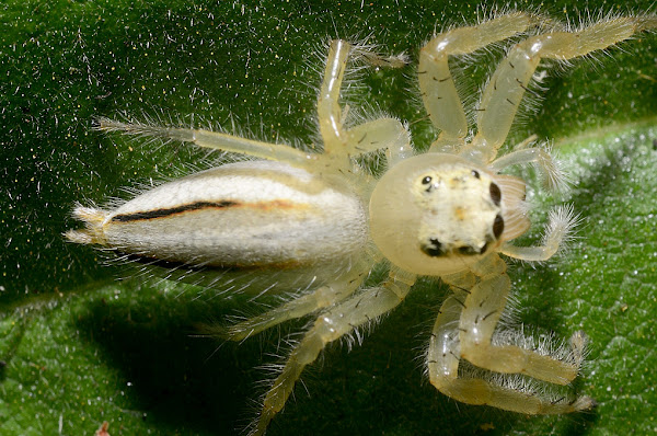 Jumping spider | Project Noah