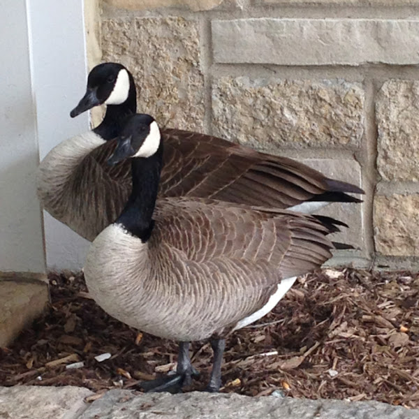 Canadian Goose | Project Noah