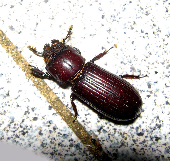 Passalid Beetle | Project Noah