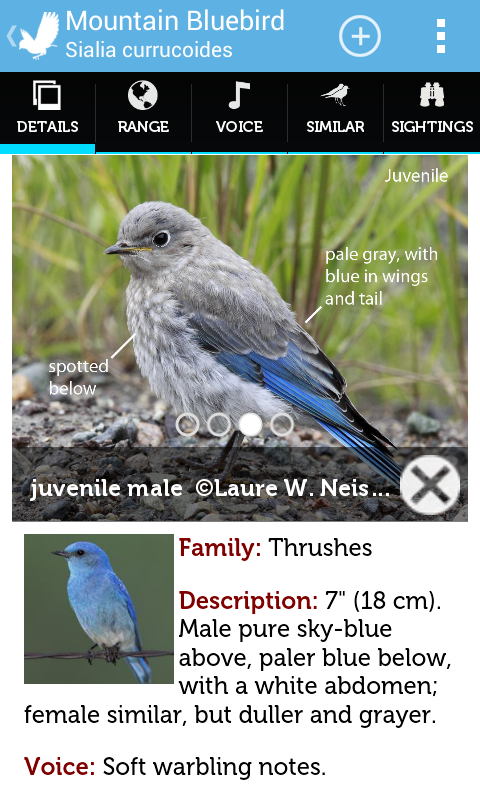 Audubon Birds of North America - Android Apps on Google Play