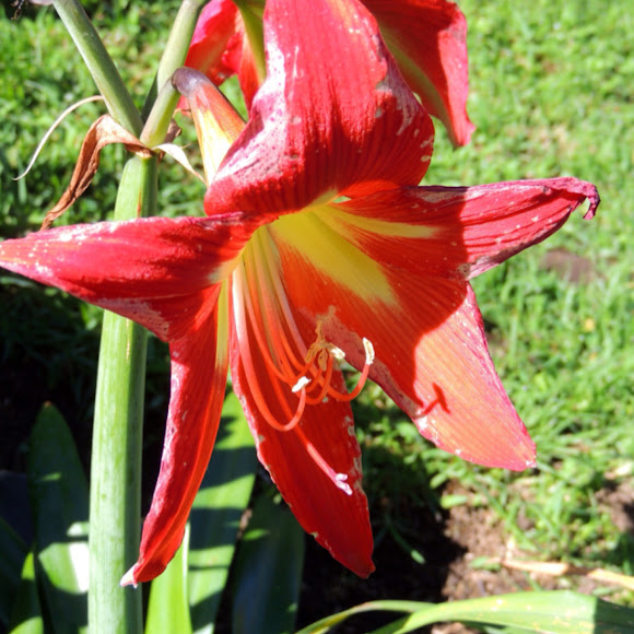 Amaryllis Striatum (Hippeastrum) | Project Noah
