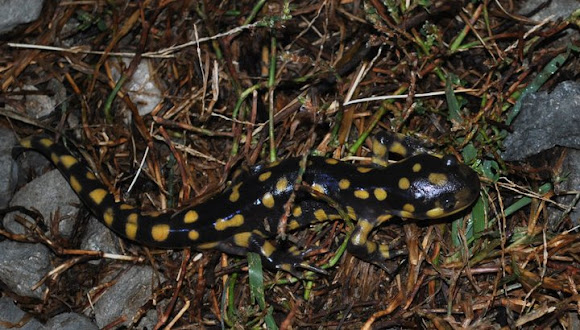 yellow spotted salemander | Project Noah