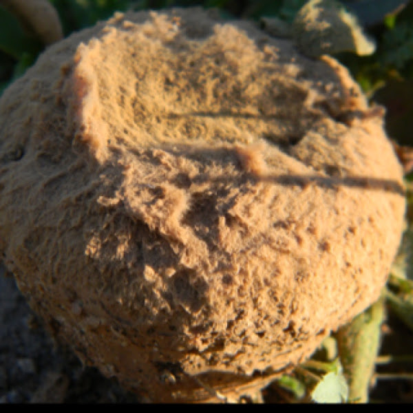Horse Dung Fungus | Project Noah