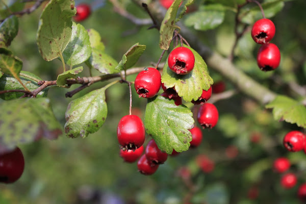 Fireberry hawthorn | Project Noah