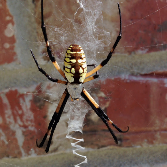 Garden Spider | Project Noah