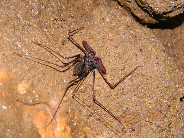 araña ciega de cueva - tailess whip scorpion | Project Noah