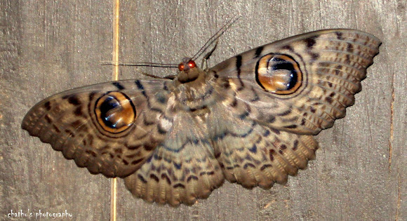 Great Owl Moth | Project Noah