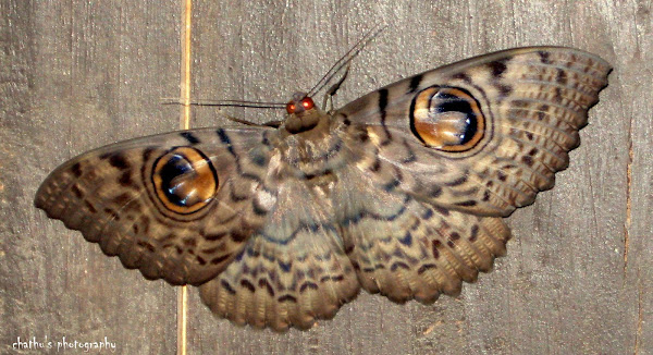 Great Owl Moth | Project Noah