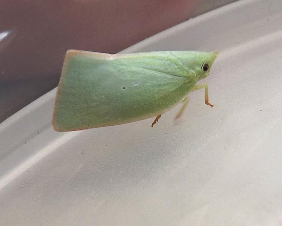 Green Flatid Planthopper | Project Noah