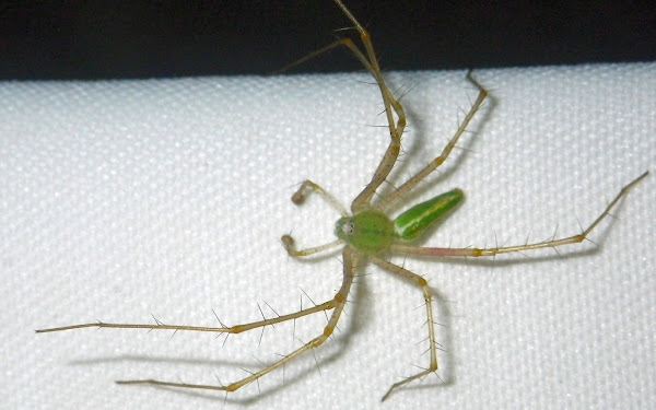 lynx spider. | Project Noah