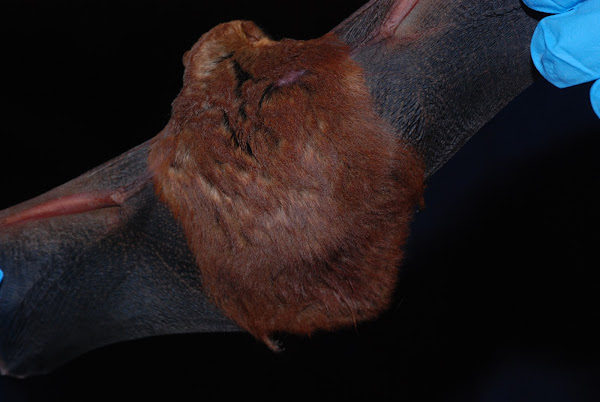 Seminole Bat | Project Noah