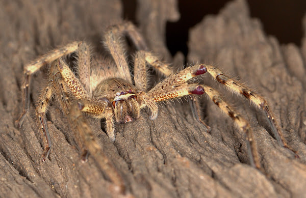 Rain Spider | Project Noah