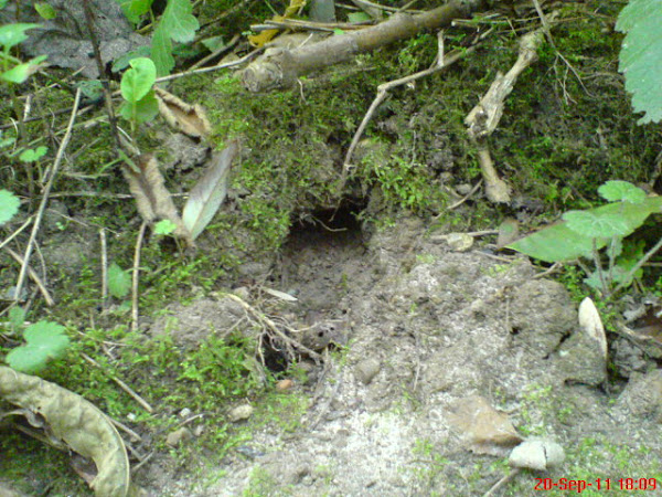 mouse-hole entrance | Project Noah