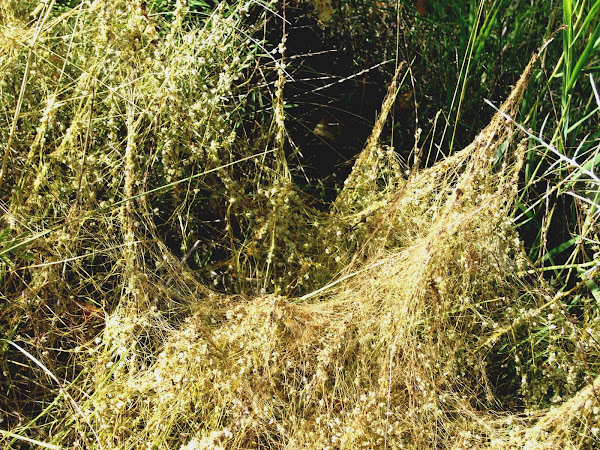 Cuscuta campestris | Project Noah