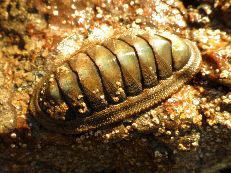 Chiton | Project Noah