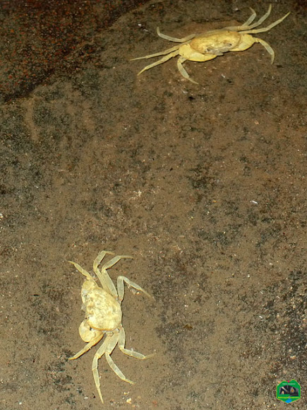 Troglobitic riverine freshwater crabs | Project Noah