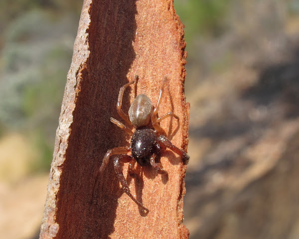 Sac Spider | Project Noah