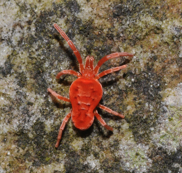 Velvet mite | Project Noah
