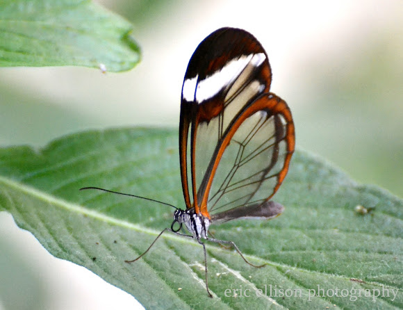 Glasswing butterfly | Project Noah