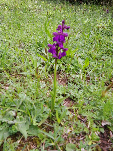 Green-winged Orchid, obični kaćun | Project Noah