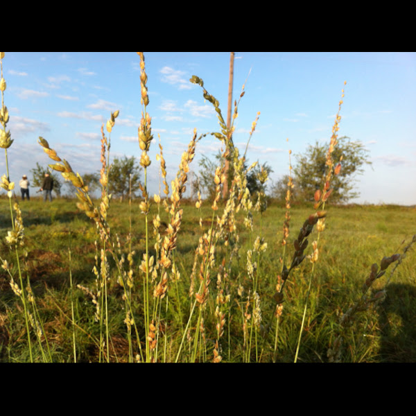 Red Lovegrass | Project Noah