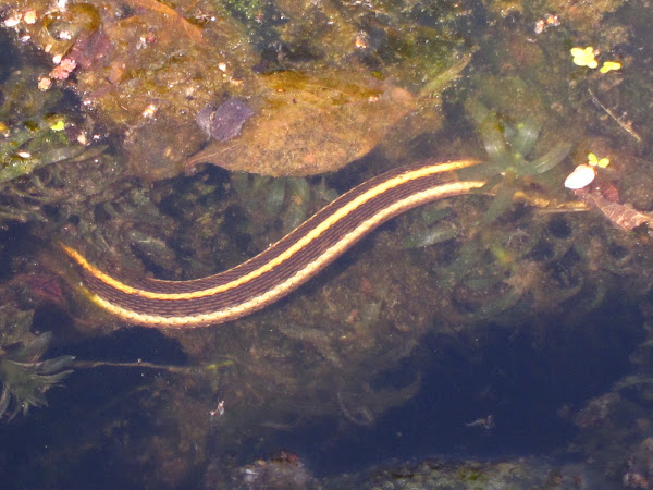 Diablo Range Garter Snake | Project Noah