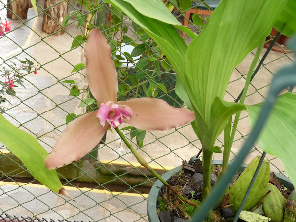 Lycaste orchid | Project Noah